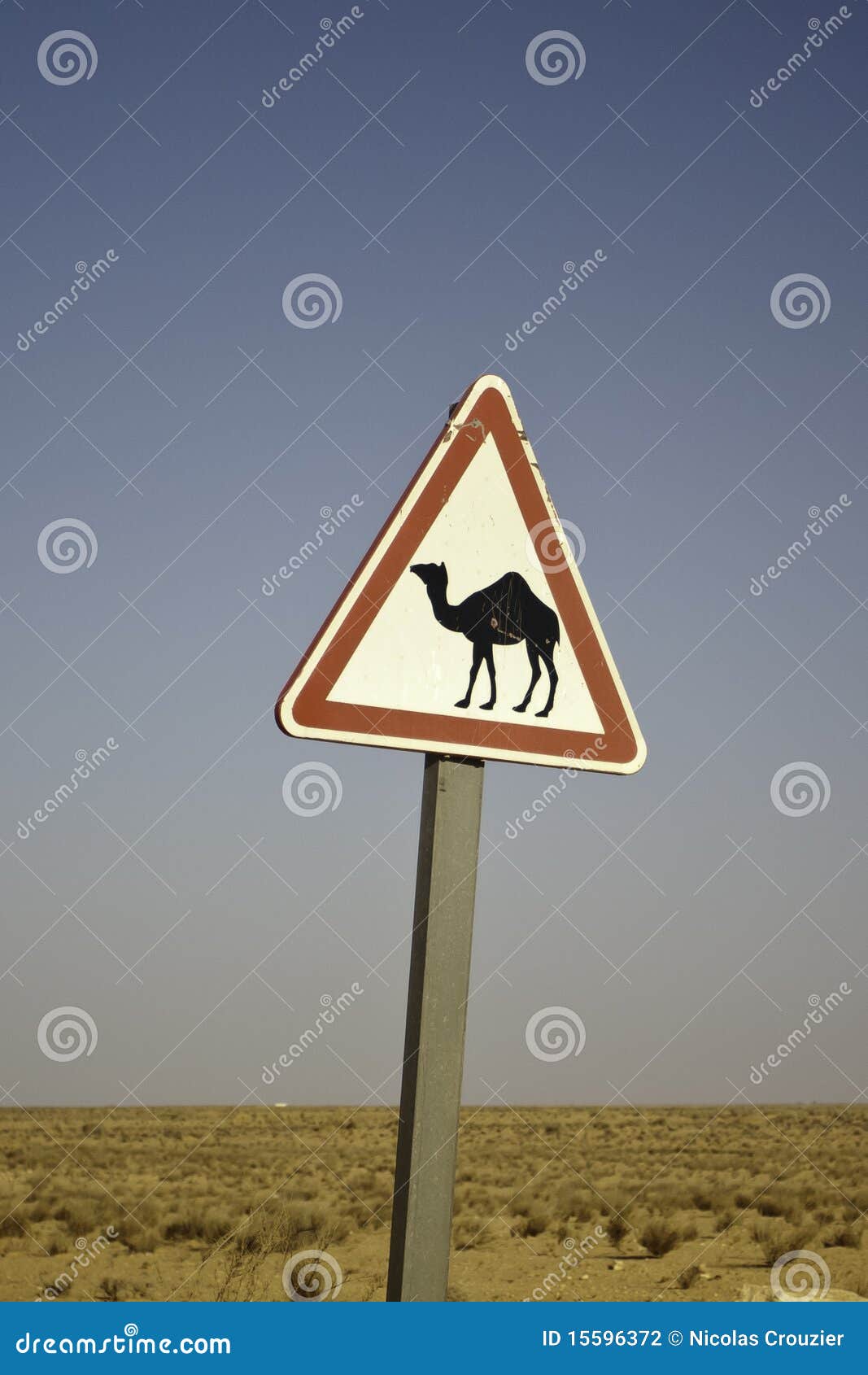 Camel Warning Sign Desert Highway In Dhofar Salalah Oman Middle East 2 ...