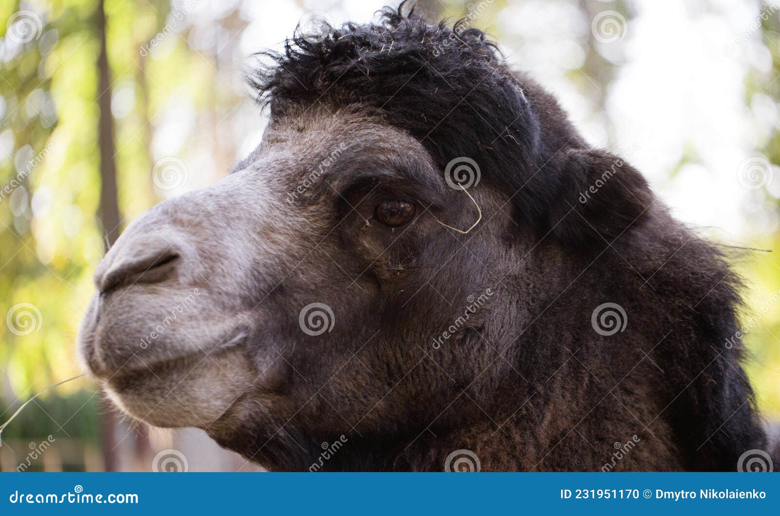 Camel Watching into the Camera. Closeup Portrait of Camel Stock Photo ...
