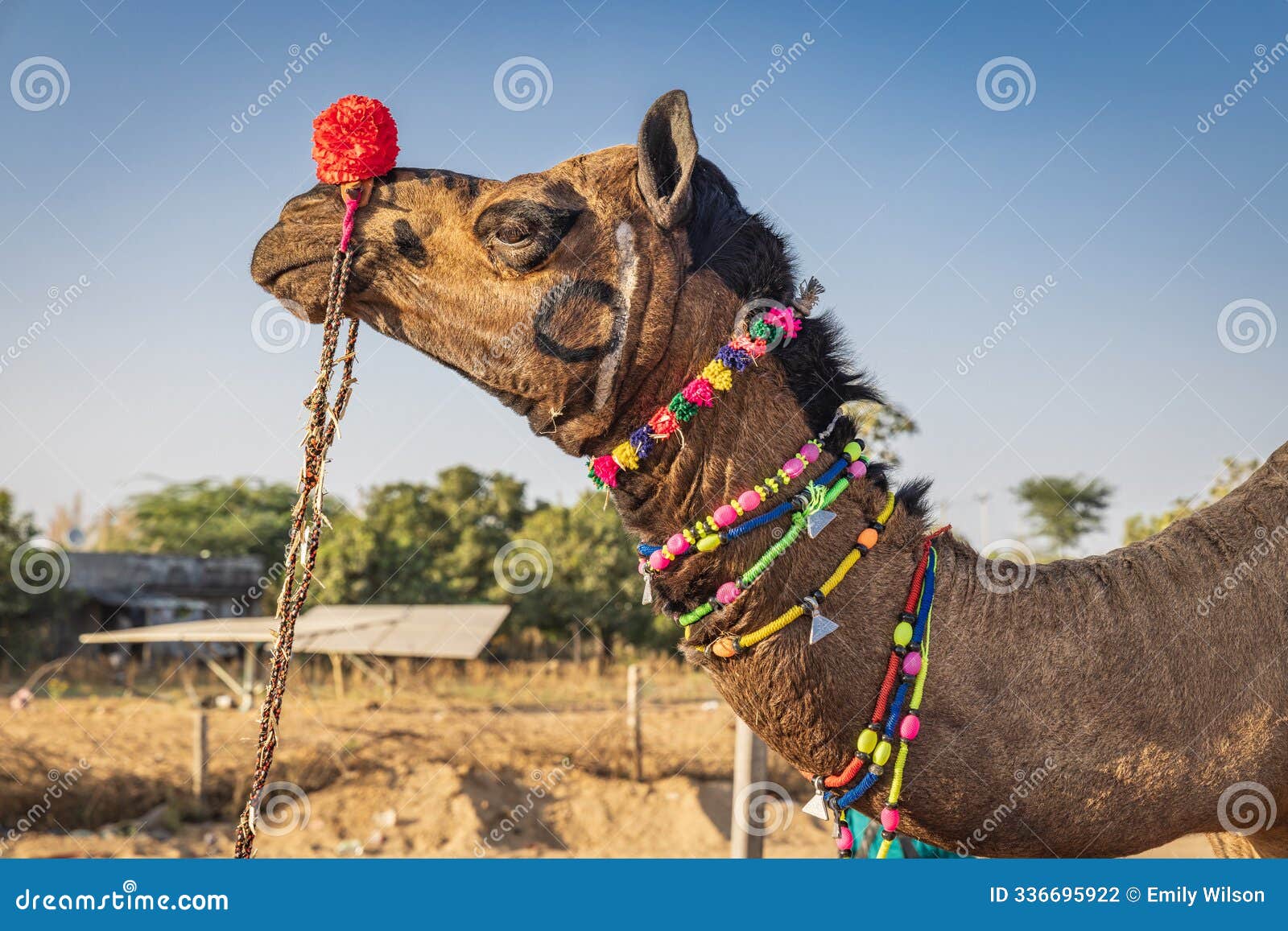 Camel Wearing Brightly Colored Decorations Stock Photo - Image of camel ...
