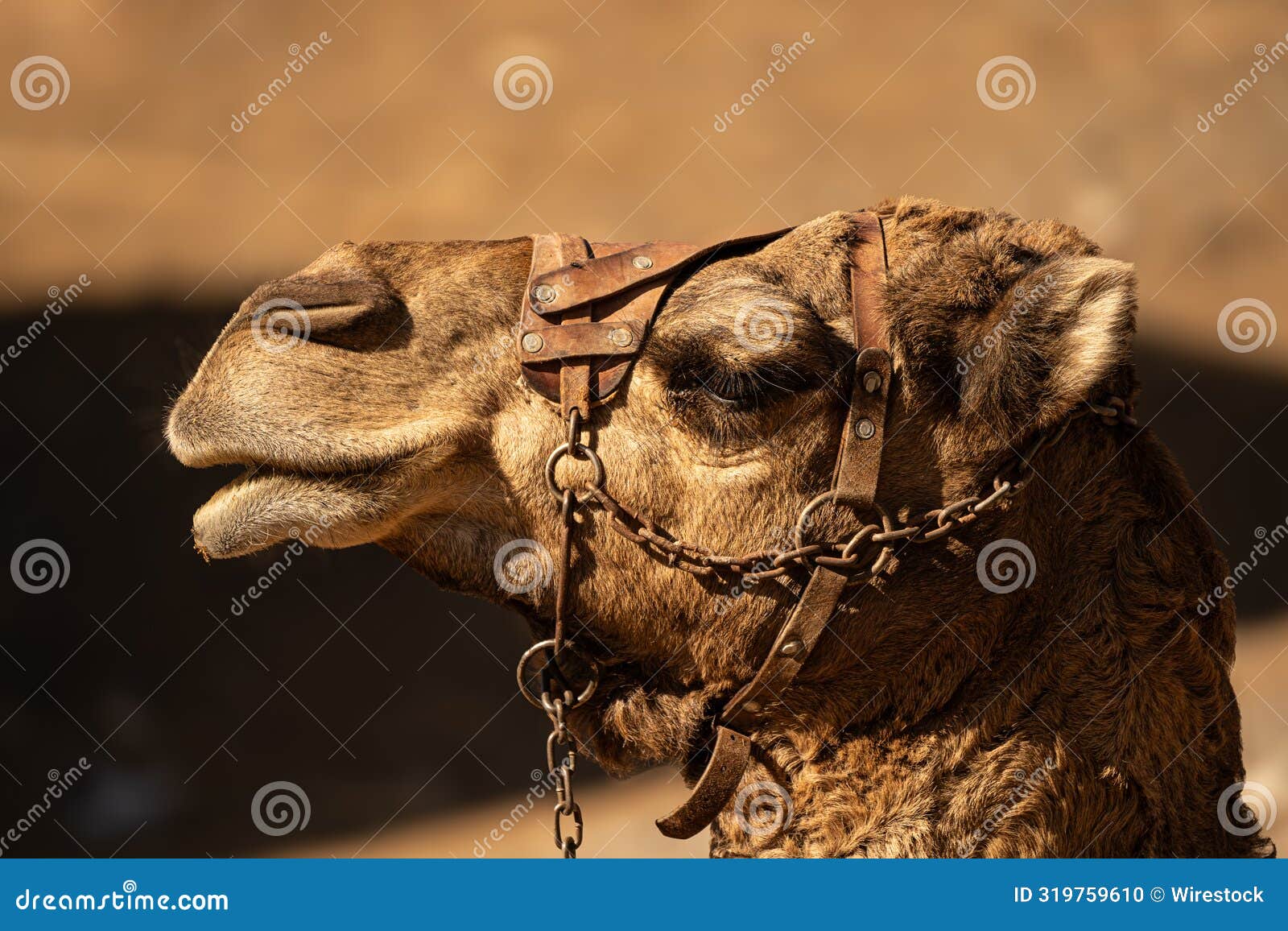 Camel Wearing a "nomad" Muzzle in a Zoo Stock Photo - Image of muzzle ...