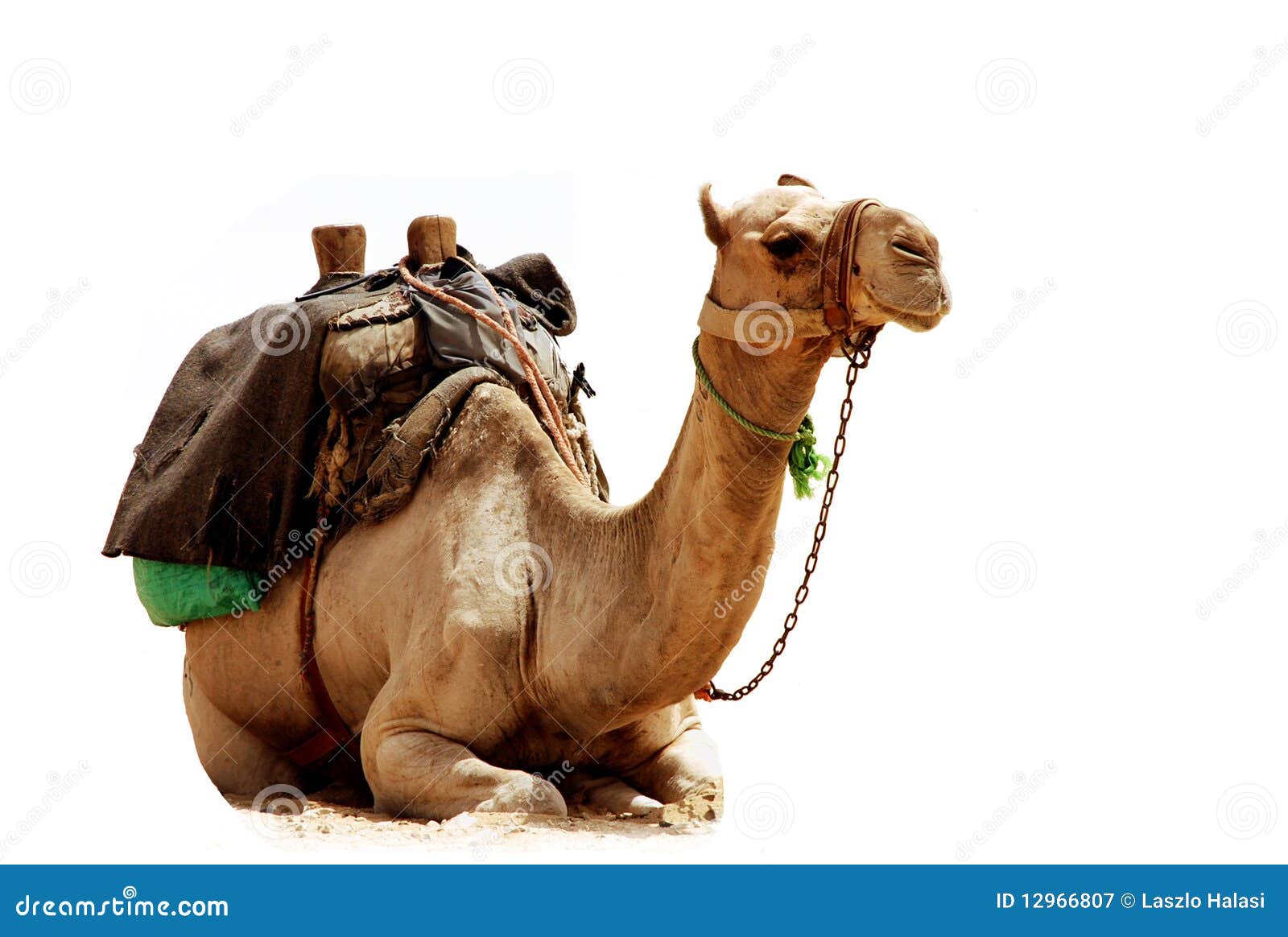 Camel on white background stock image. Image of caravan - 12966807