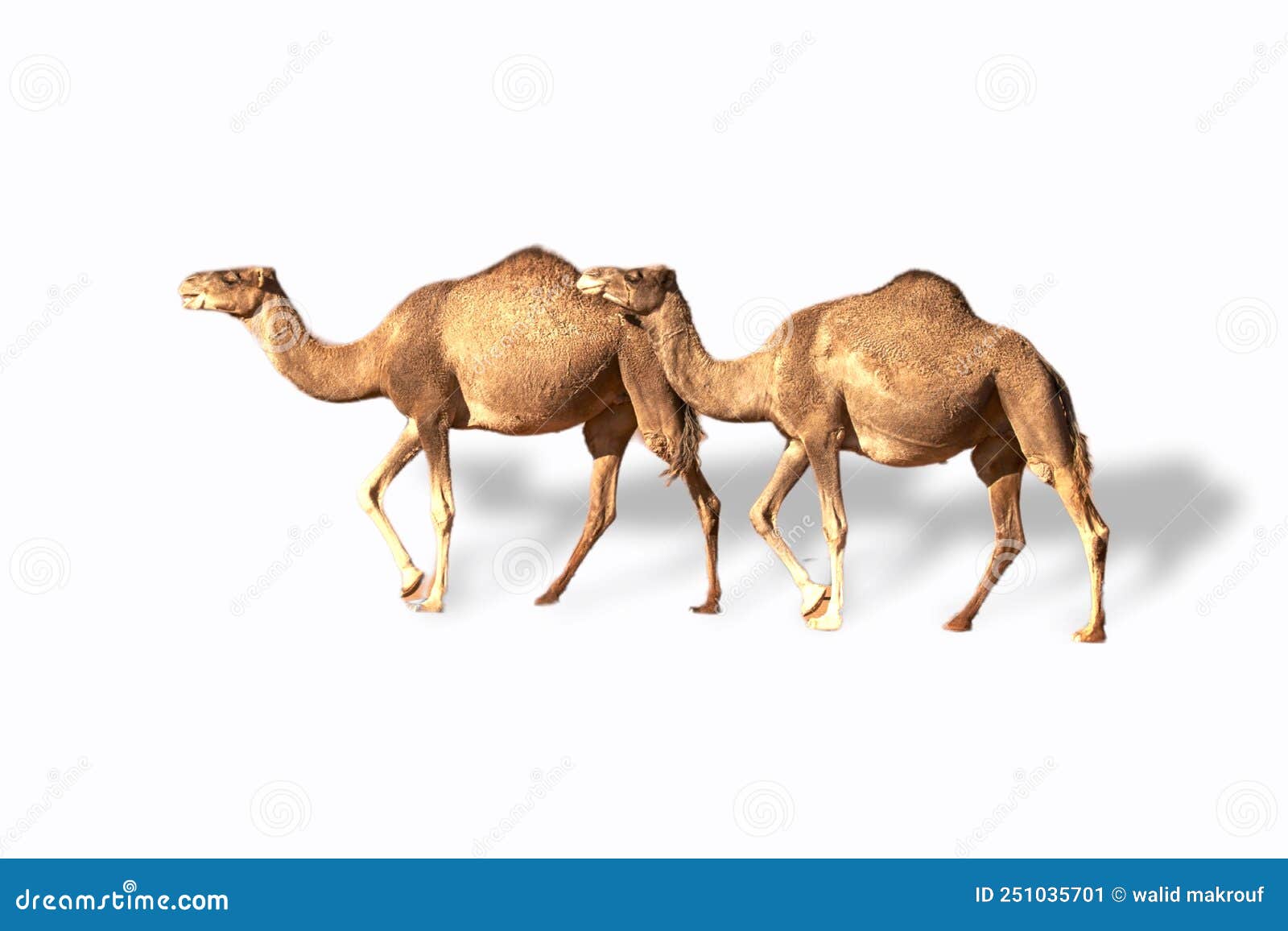 Camel on a White Background Stock Image - Image of wildlife ...