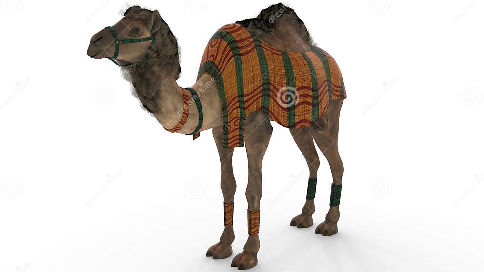 Camel with White Background Editorial Photography - Image of silhouette ...