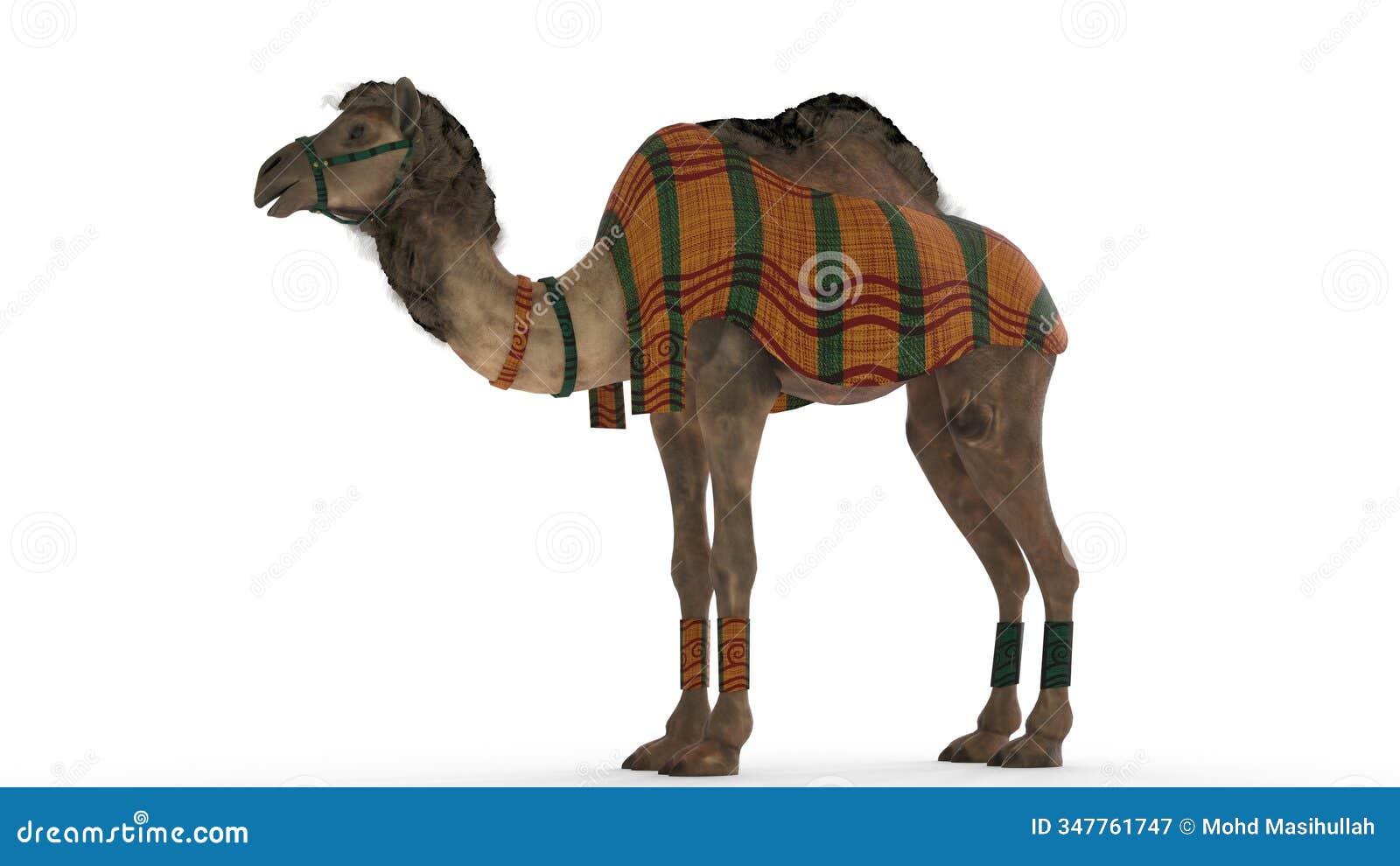 Camel with White Background Editorial Photography - Image of dromedary ...