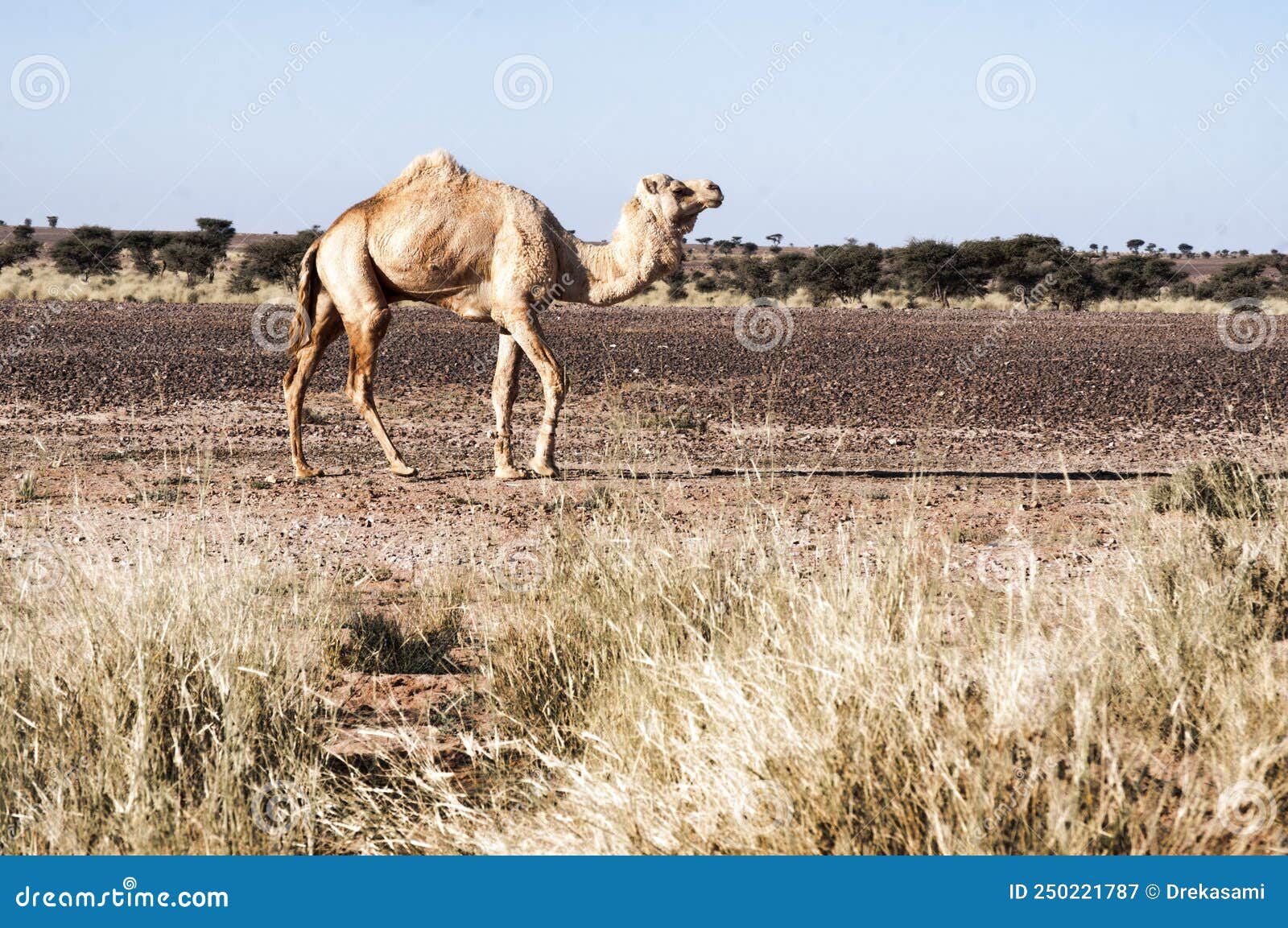 Camel stock image. Image of motion, land, outdoors, scenery - 250221787