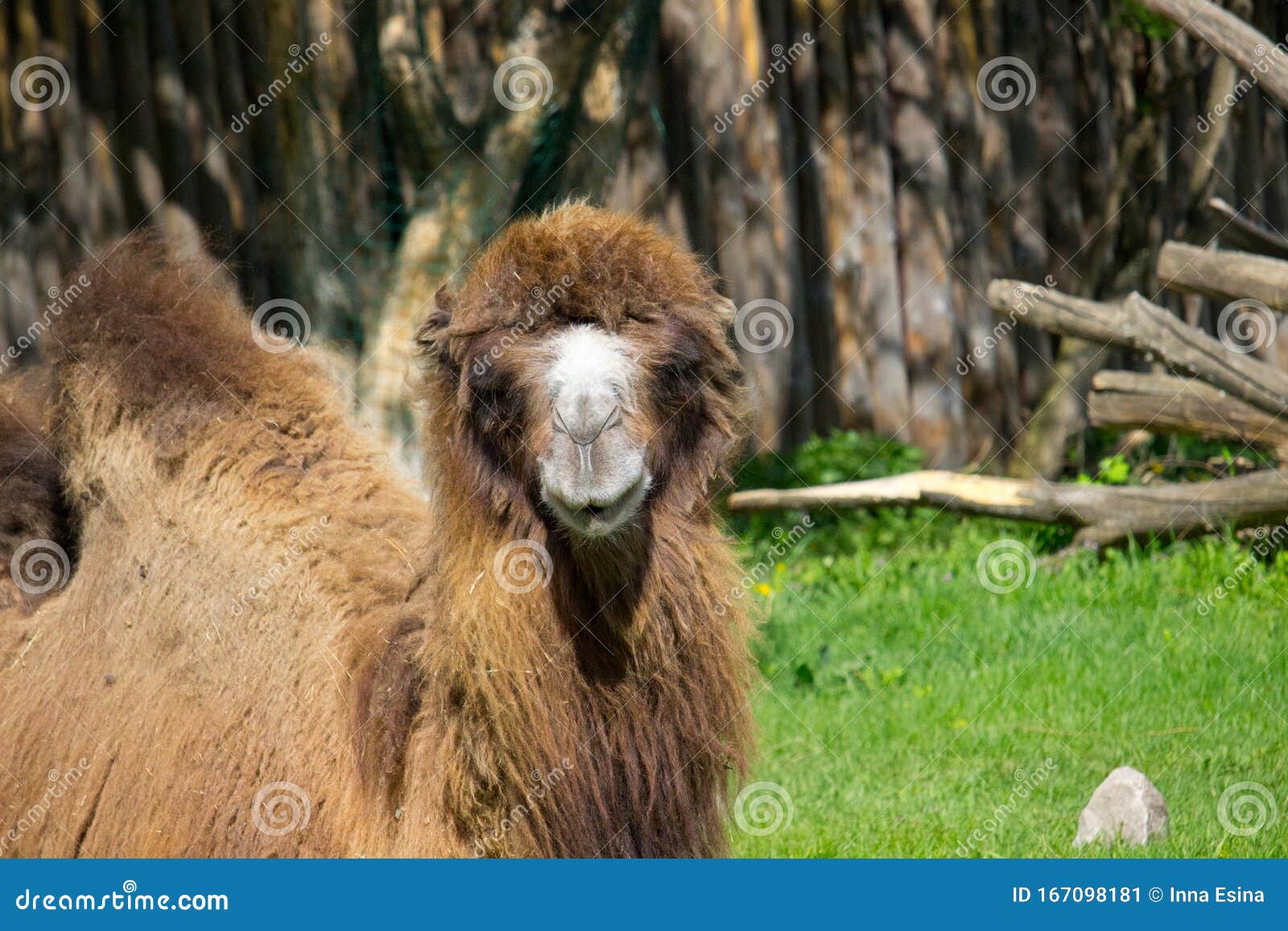 Camel wild stock image. Image of snout, animal, outdoor - 167098181