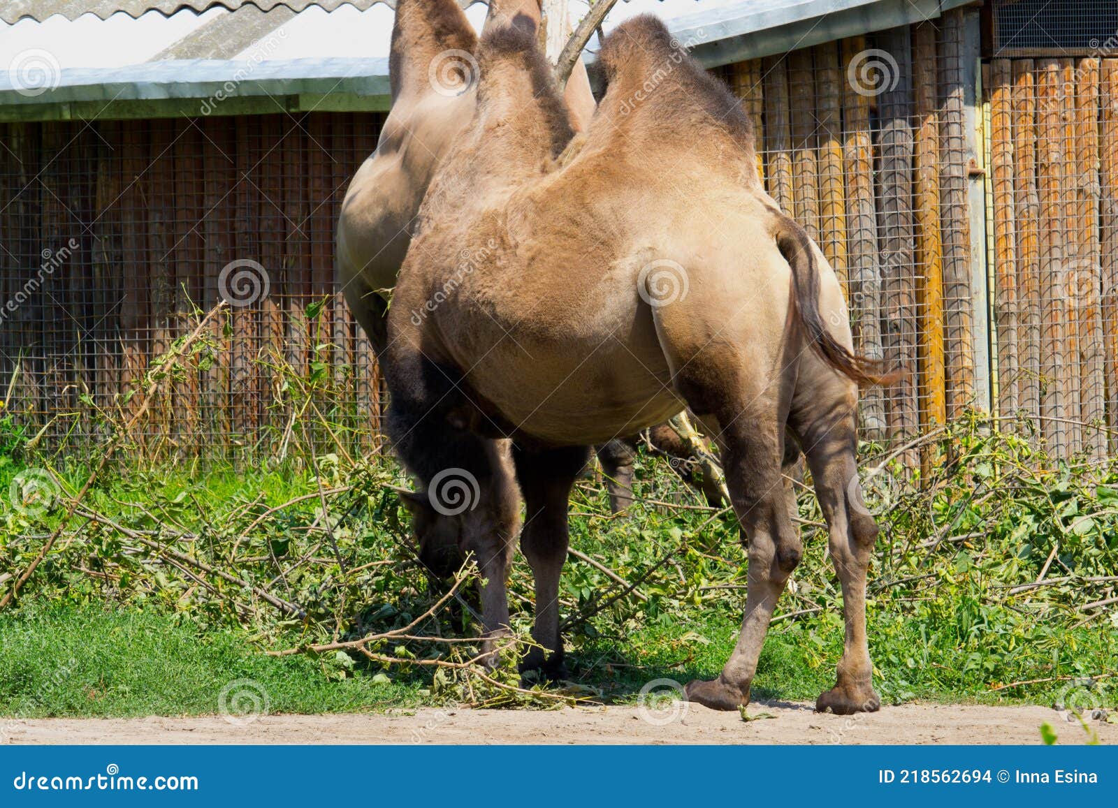 Camel stock photo. Image of livestock, outdoor, nature - 218562694