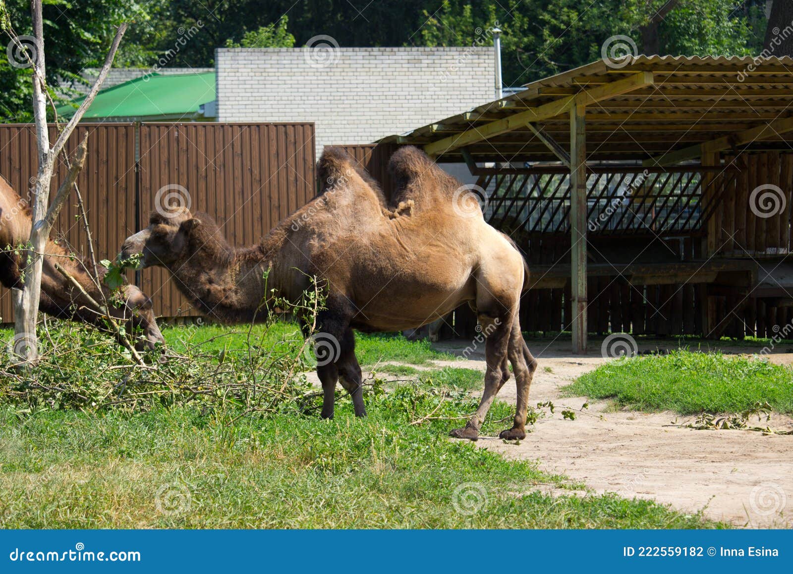 Camel stock photo. Image of humped, mammals, camel, beast - 222559182