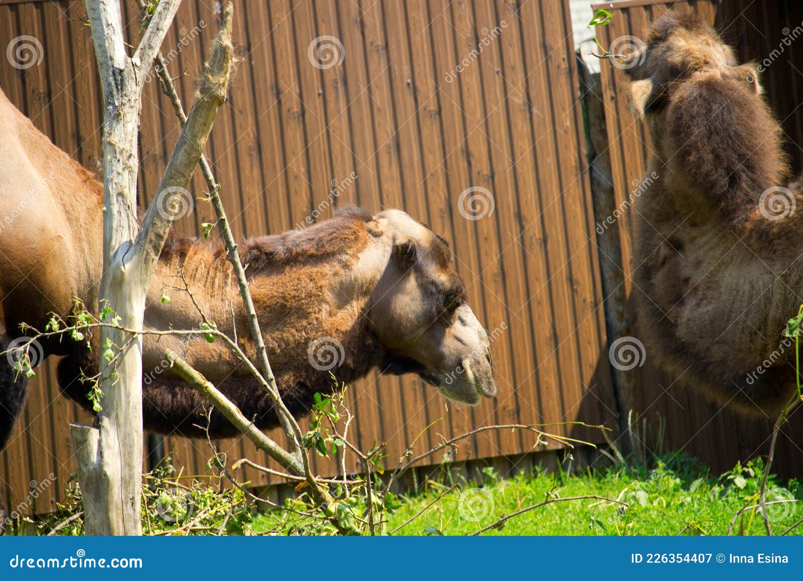 Camel stock image. Image of nature, livestock, humped - 226354407