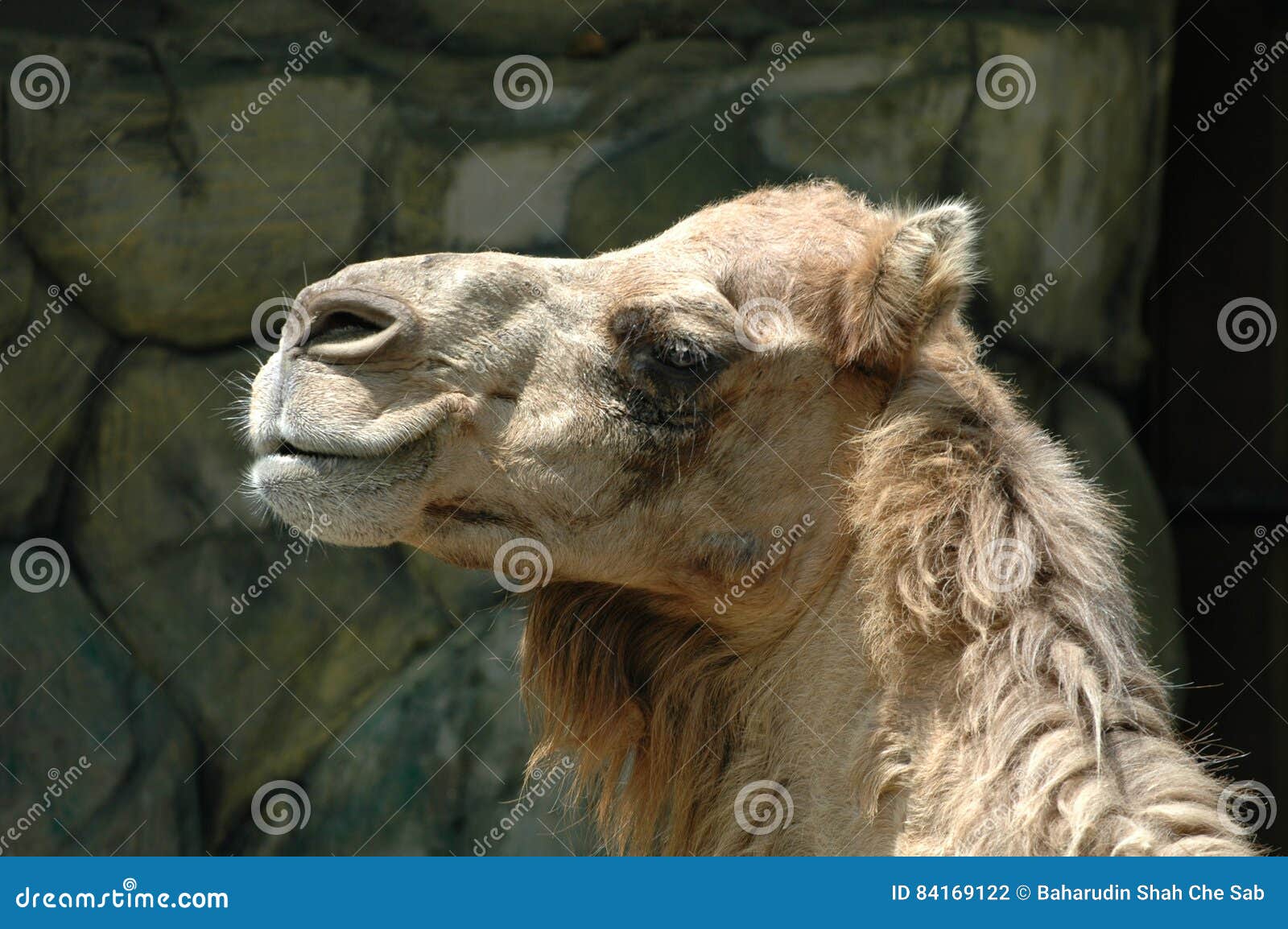 The camel stock photo. Image of festival, entangled, bird - 84169122