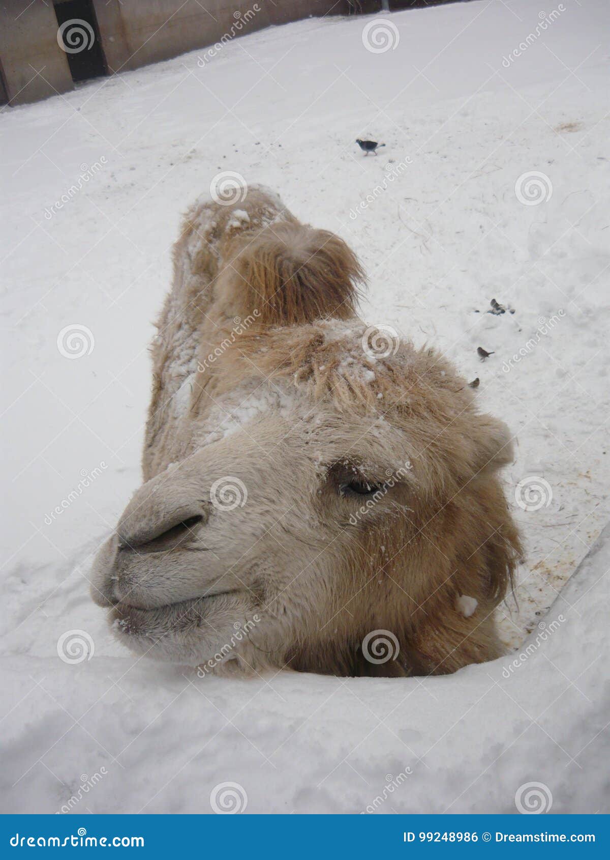 Camel in winter stock photo. Image of snow, camel, trees - 99248986
