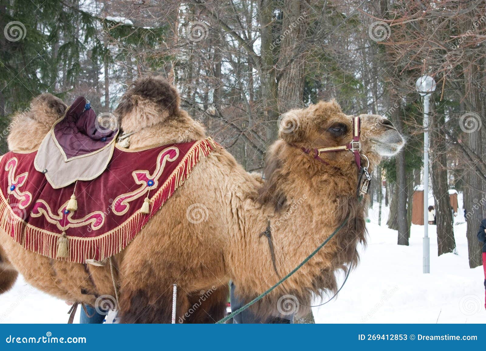 Camel in the Winter Forest. Bactrian Camel in the Winter Forest. Stock ...