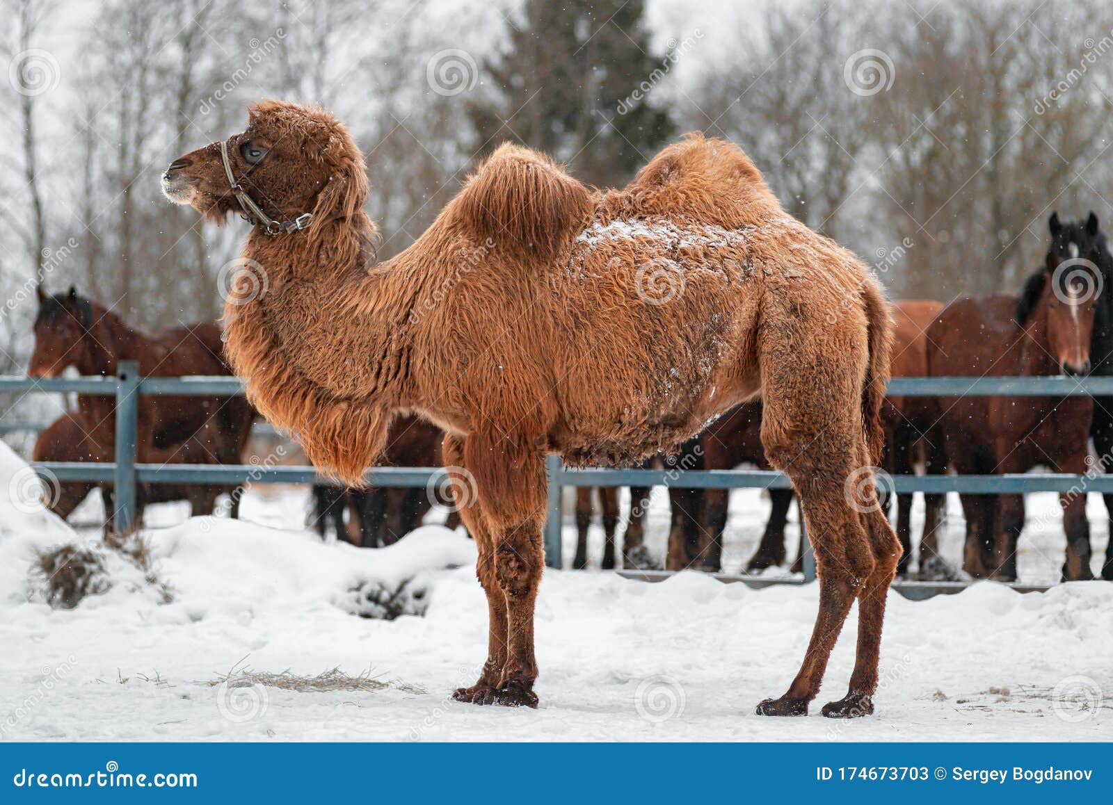 Camel in winter stock image. Image of livestock, outdoor - 174673703