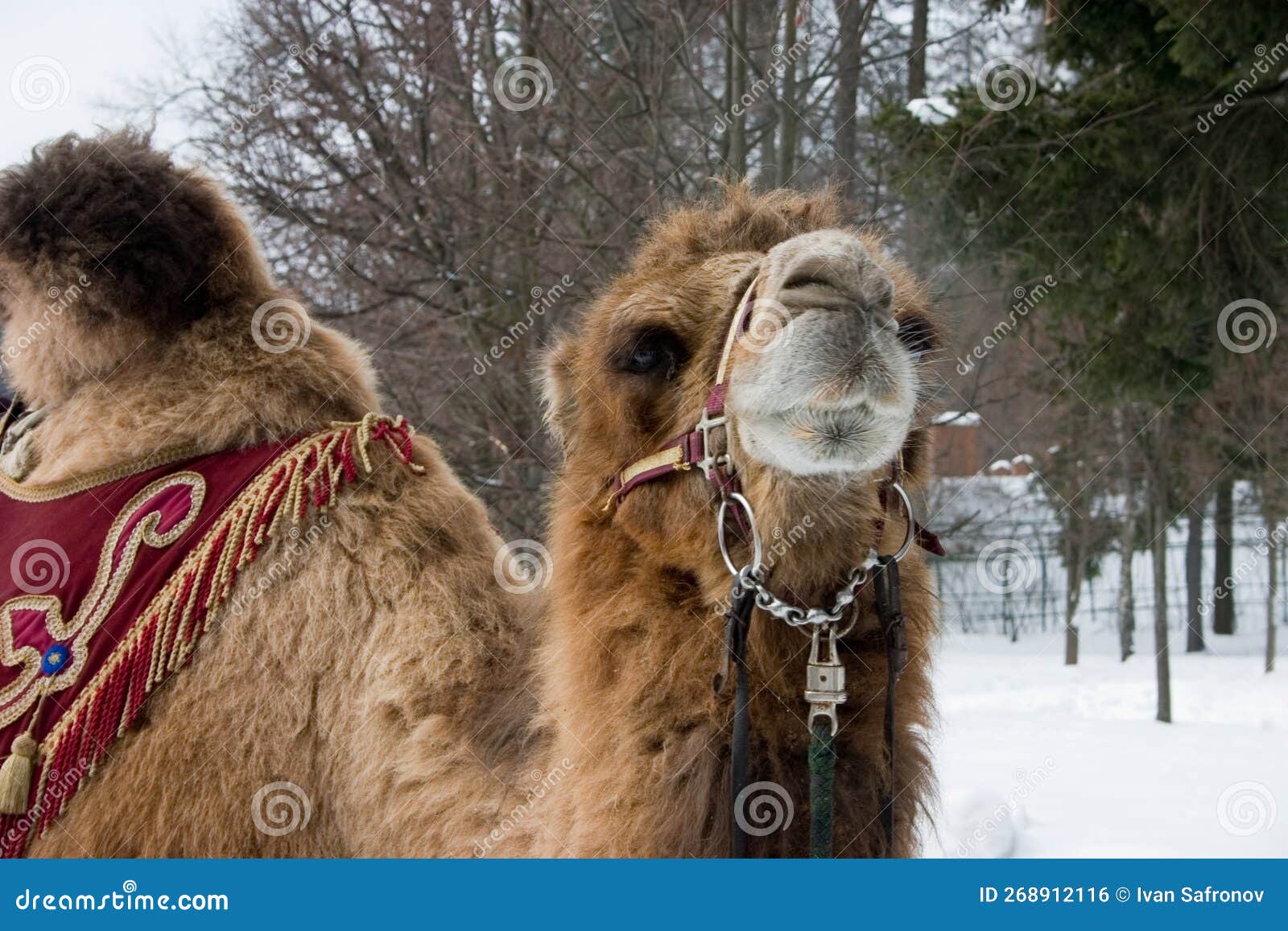 Camel in the Winter in the Snow. Animal in the Snow. Stock Photo ...