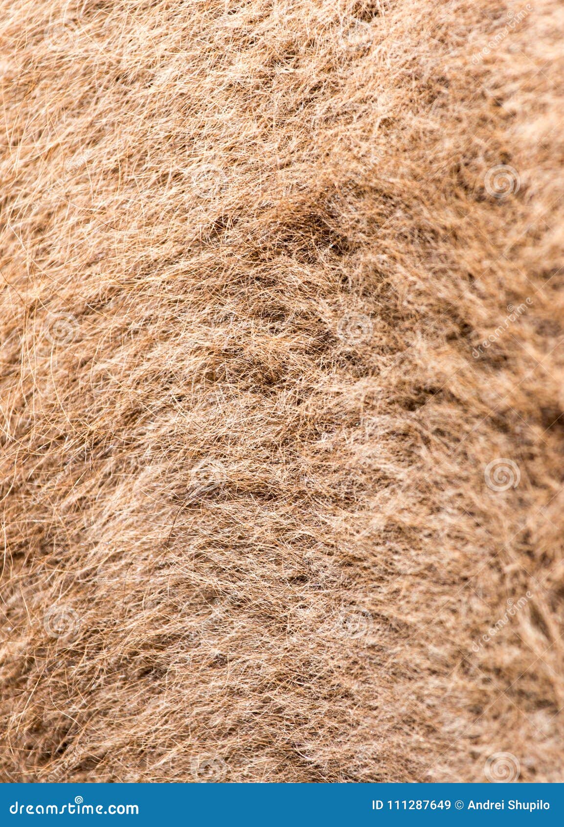 Camel wool as background stock image. Image of wool - 111287649