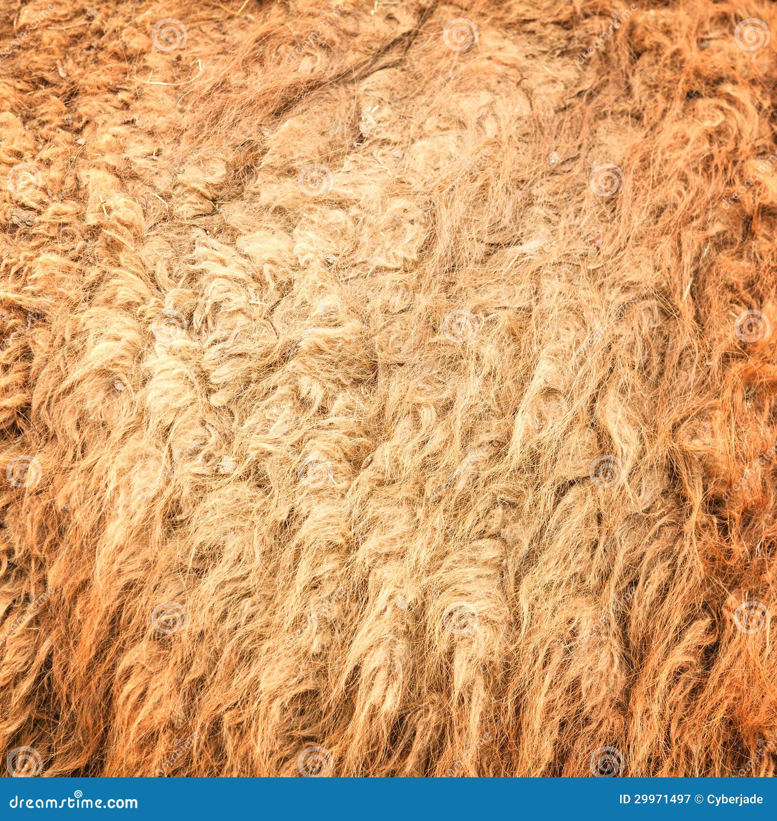 Camel wool stock image. Image of ornament, material, fiber - 29971497