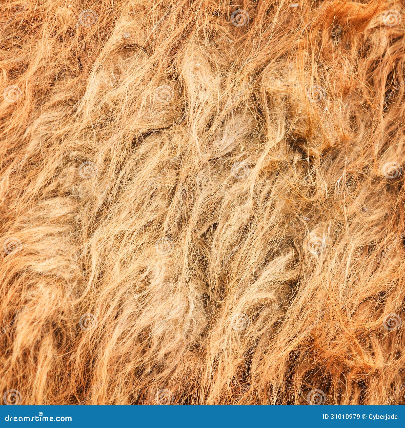 Camel wool stock image. Image of seamless, pattern, rough - 31010979