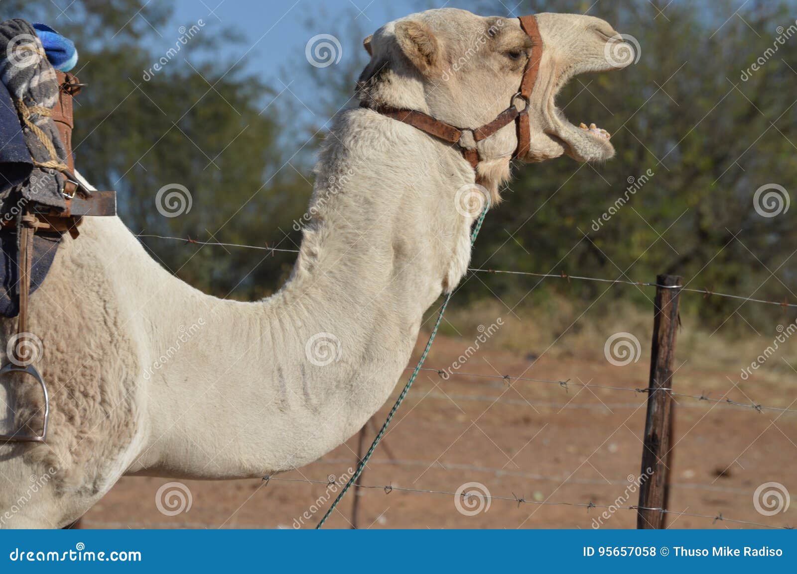 CAMEL YAWNING stock photo. Image of domestic, head, farming - 95657058