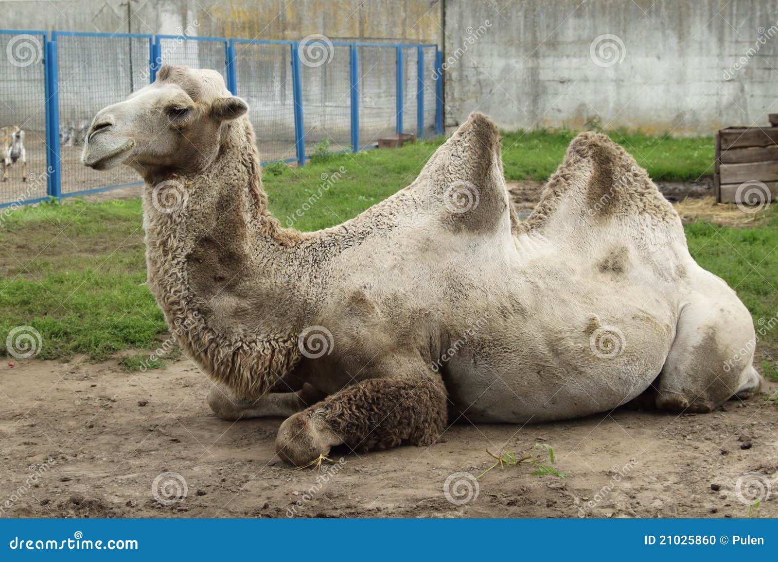 Camel in zoo stock photo. Image of mammal, wildlife, outdoor - 21025860