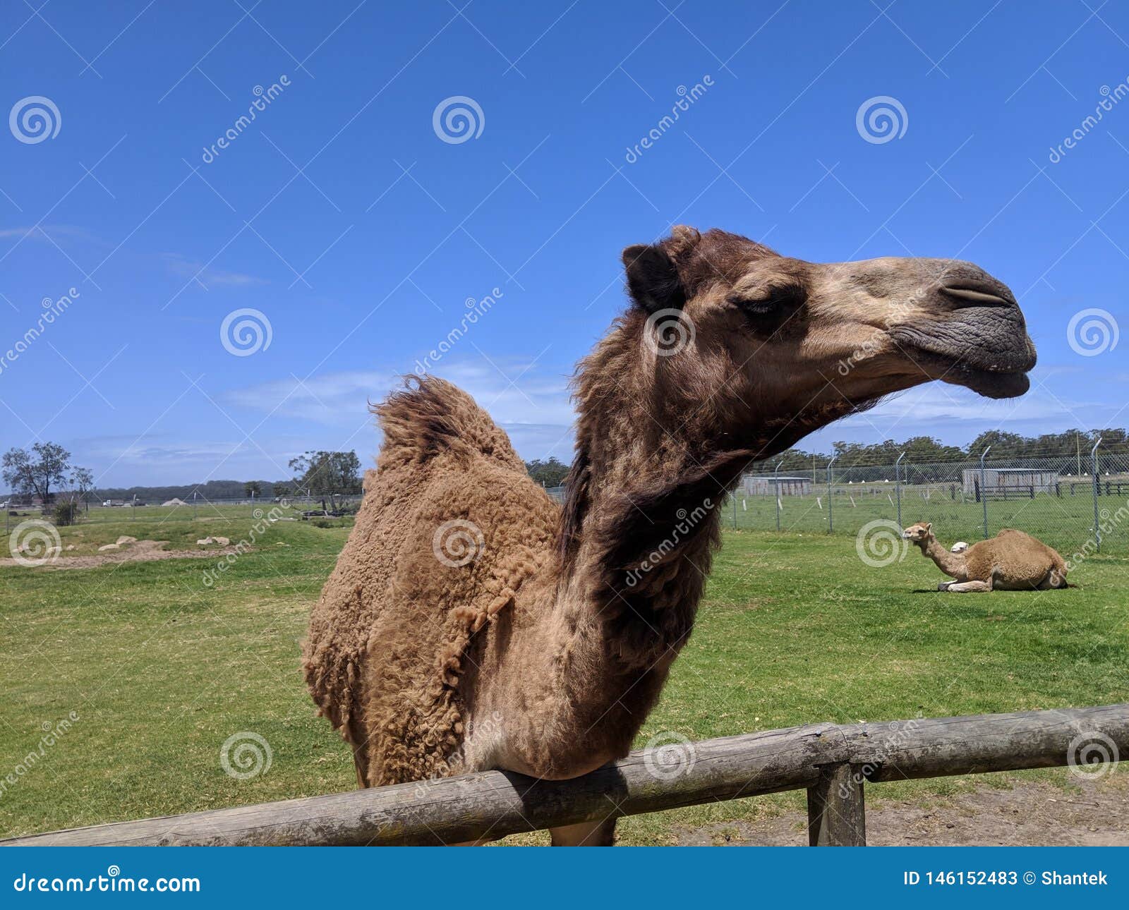 Camel in safari zoo stock image. Image of enclosure - 146152483