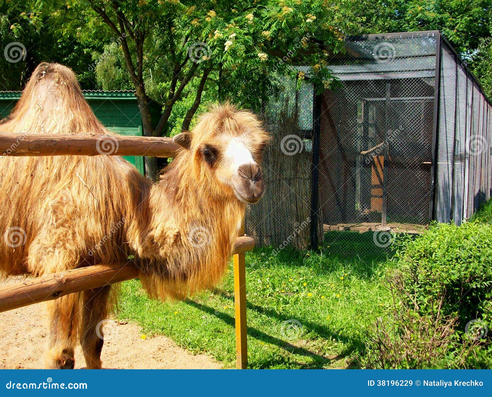 Camel in the zoo stock image. Image of cage, curious - 38196229