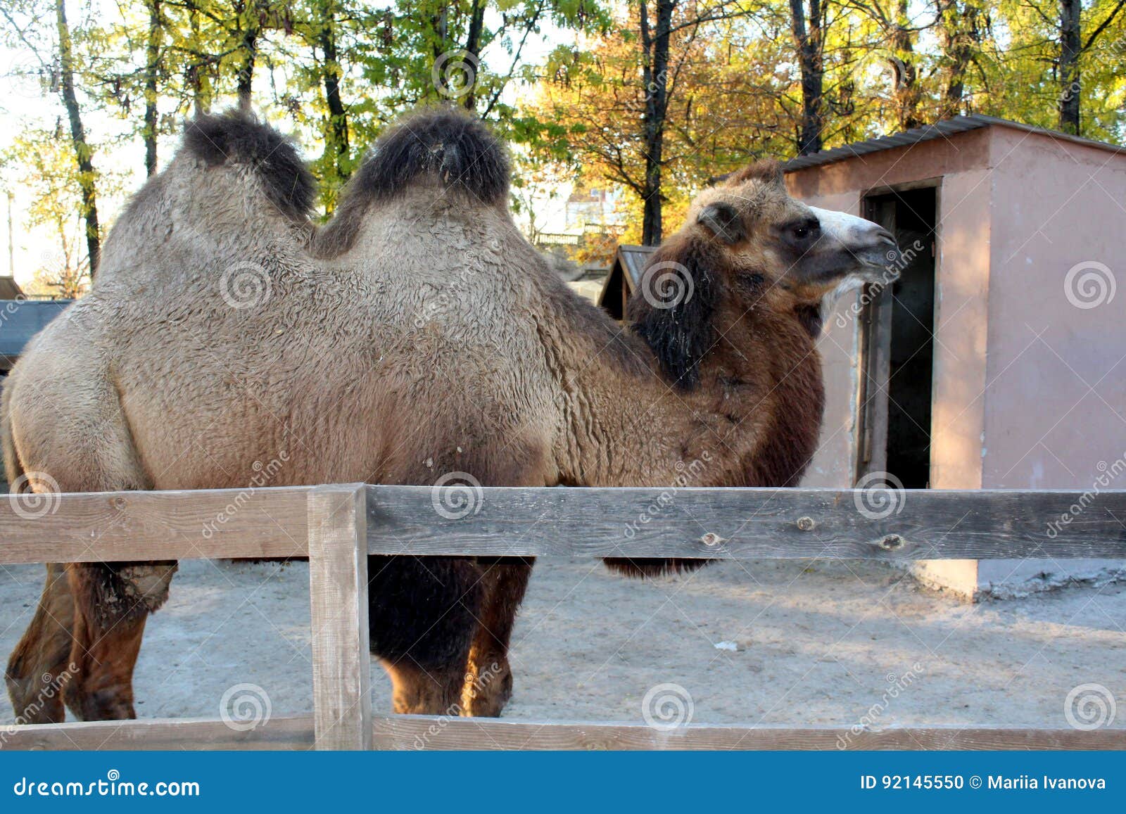 Camel in the zoo stock photo. Image of dromedary, animal - 92145550