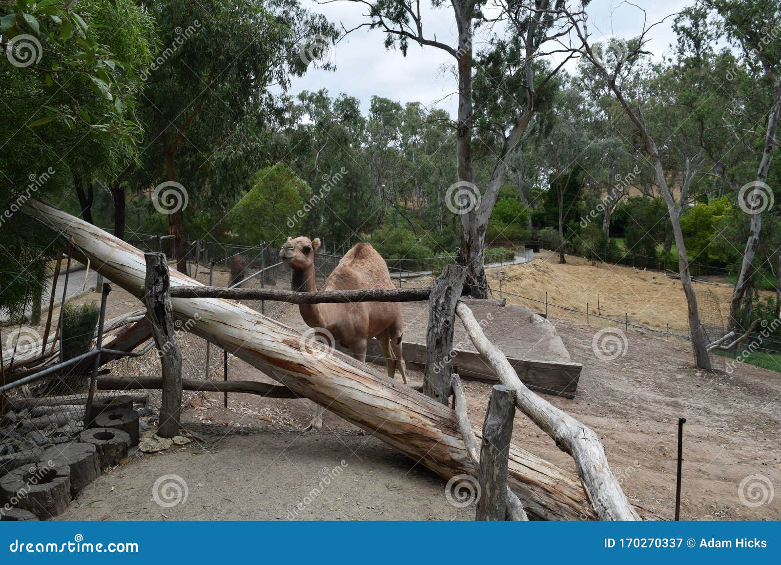 Camel at the zoo editorial photography. Image of hump - 170270337
