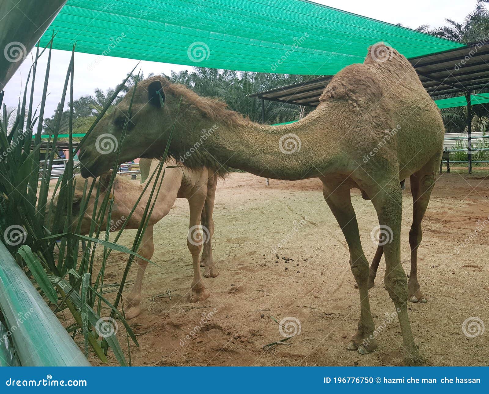 A camel at the zoo stock photo. Image of horse, leaf - 196776750
