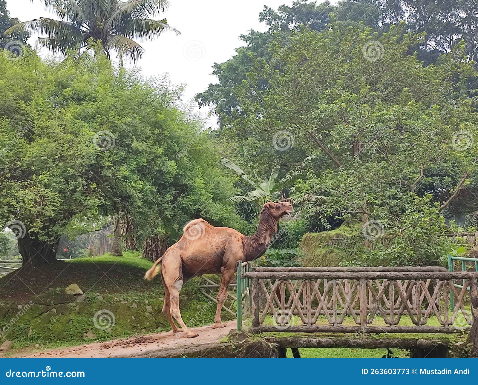 Camel in zoo stock image. Image of humps, camels, camel - 263603773