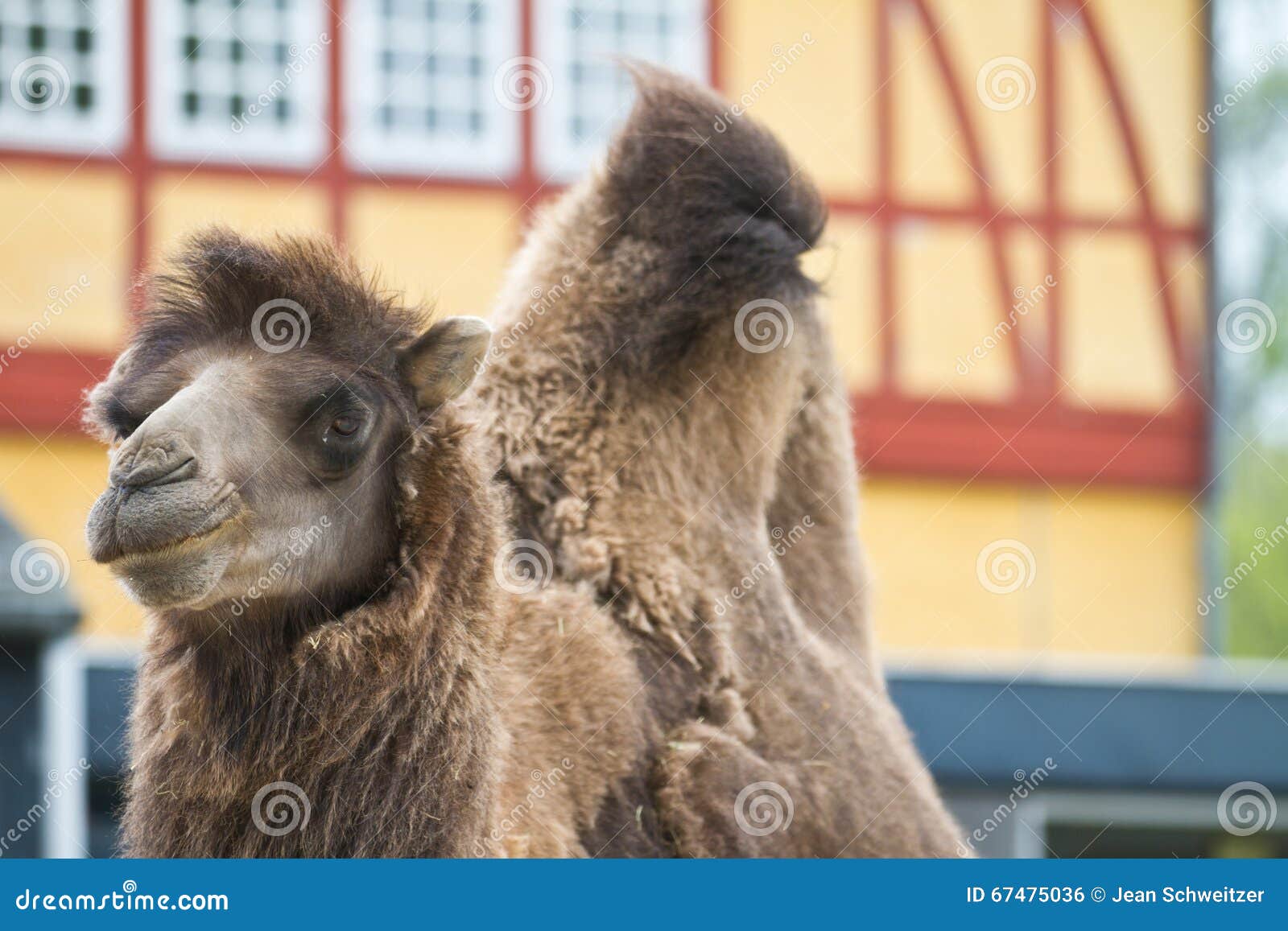 Camel stock photo. Image of animal, fauna, brown, mammal - 67475036