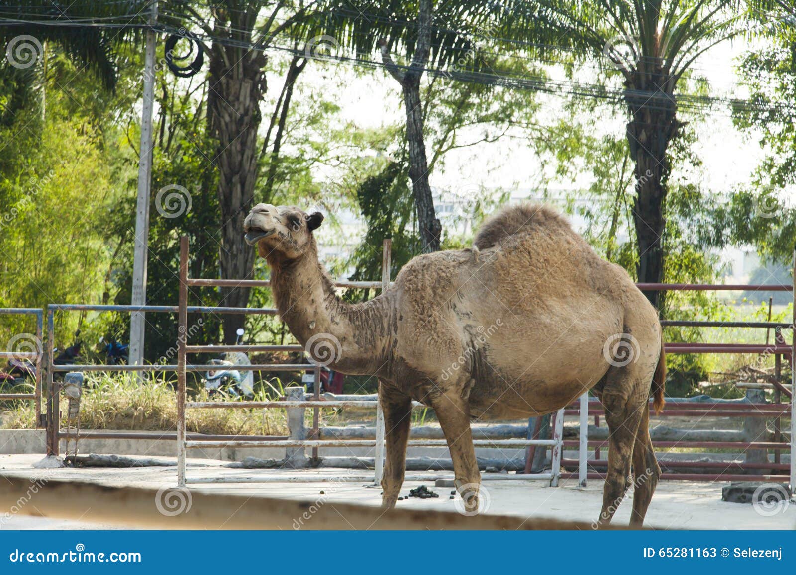 Camel in a zoo stock image. Image of animal, mammal, hair - 65281163