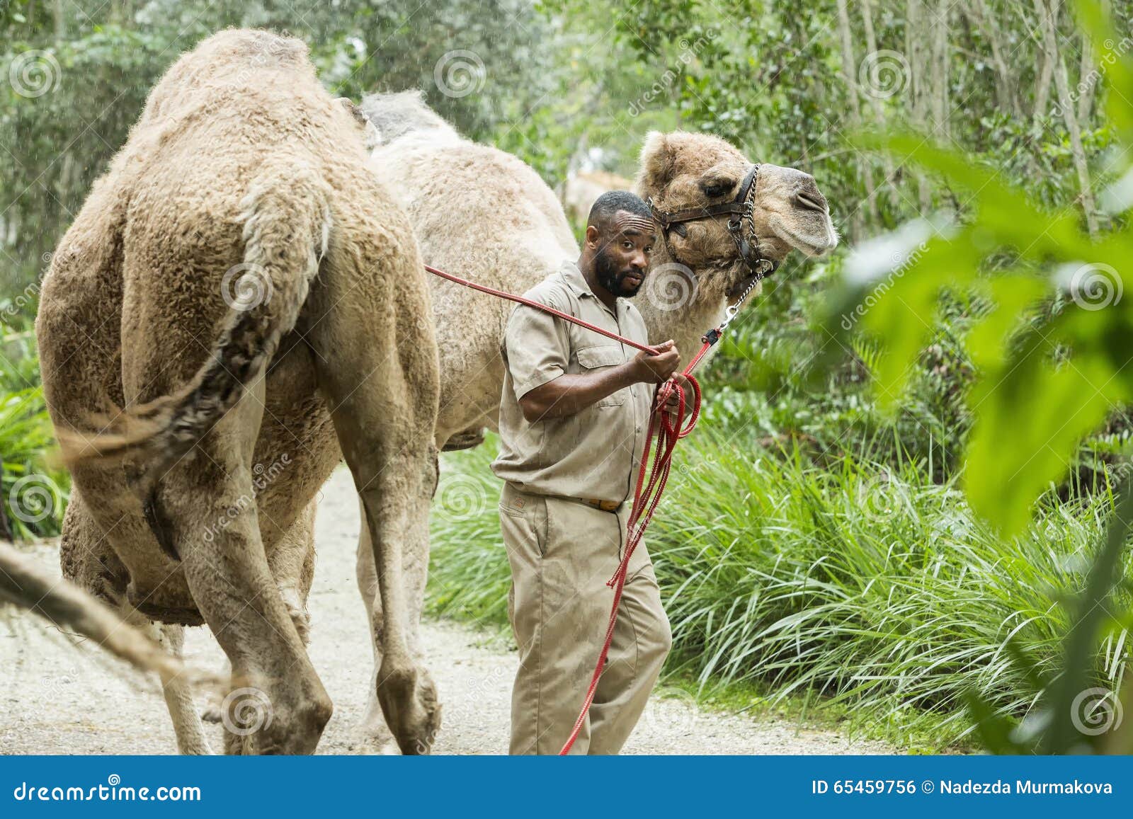 Camel in the Zoo in Naples, Camel Blanket in the Background. Florida ...