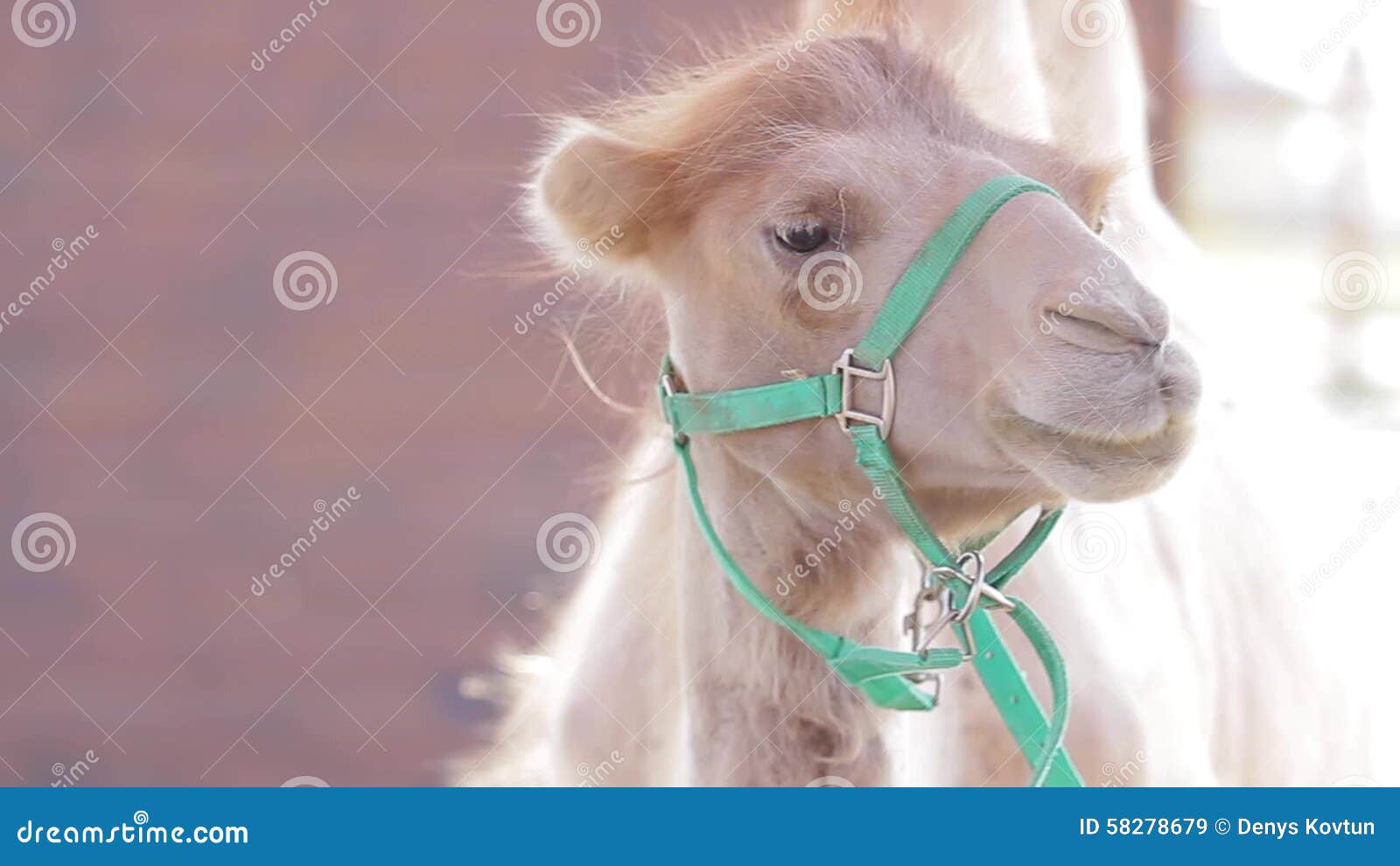 Camel Fruits Stock Footage & Videos - 2 Stock Videos