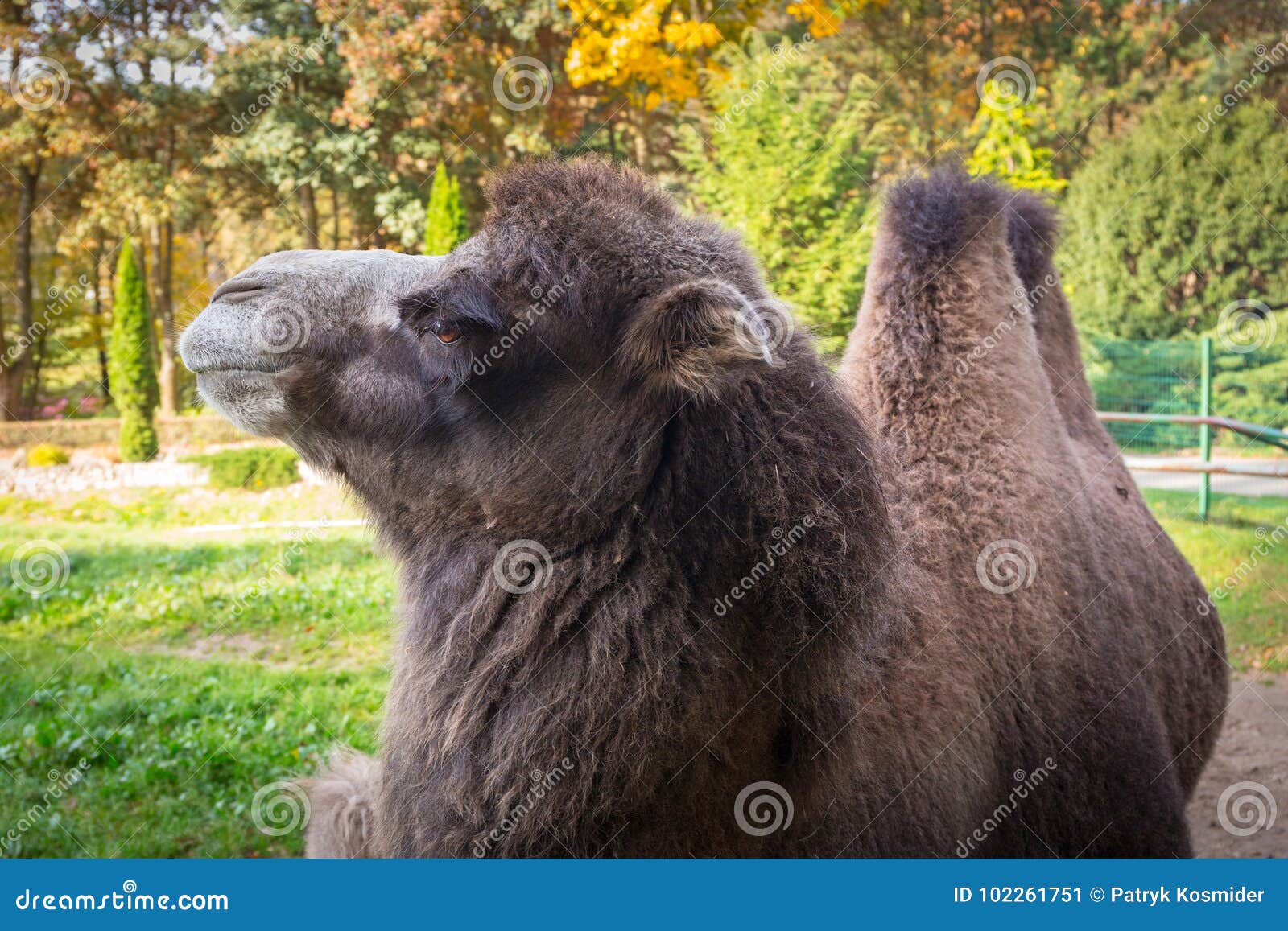 Camel in the zoo stock image. Image of arabia, animal - 102261751
