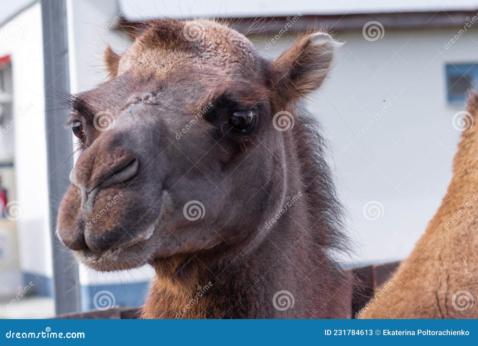 Camel in the Zoo Portrait Looks into the Camera Stock Image - Image of ...