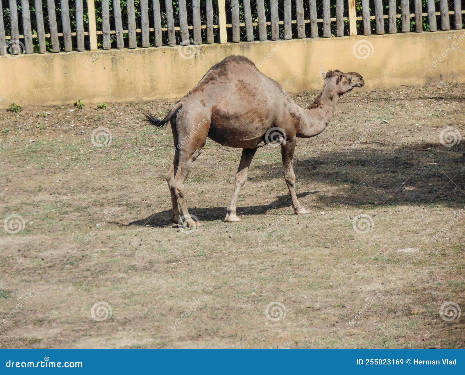 Camel at the zoo in summer stock image. Image of camel - 255023169