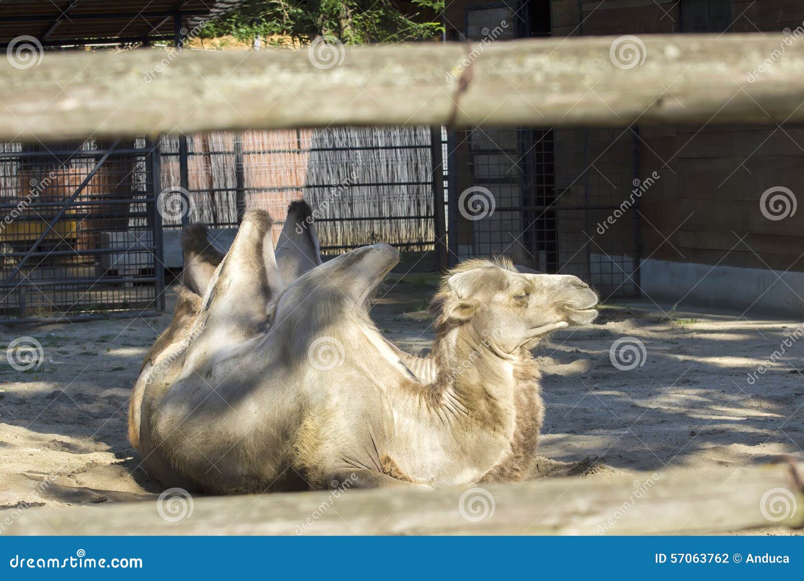 Camel editorial photography. Image of camels, bars, attractive - 57063762