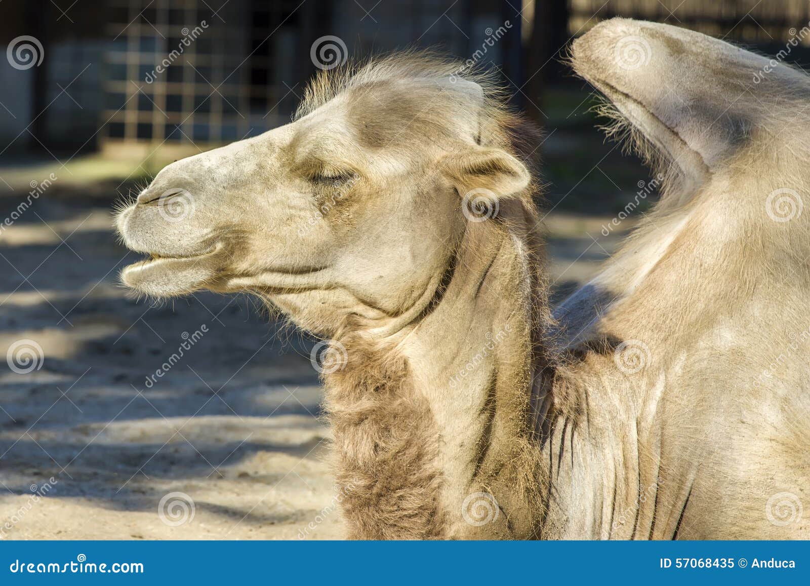Camel editorial image. Image of entertain, domesticated - 57068435