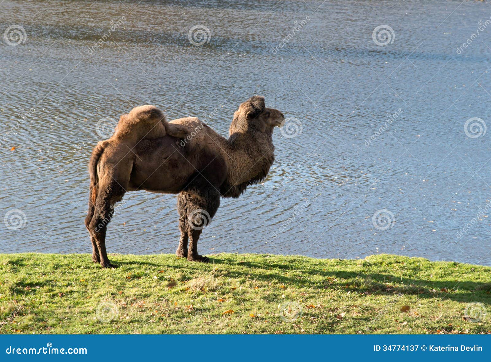 Camel in zoological garden stock image. Image of lake - 34774137