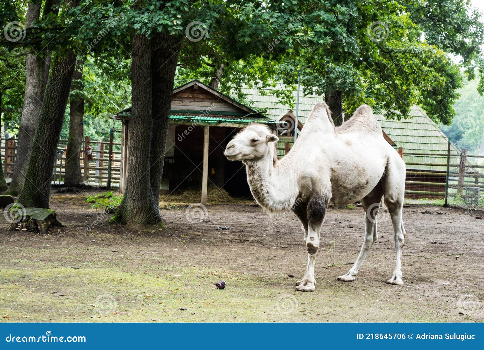 Camel at zoological garden stock photo. Image of green - 218645706