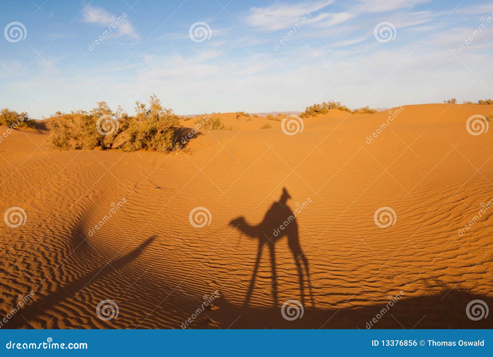 Camelback stock photo. Image of path, arab, journey, nature - 13376856