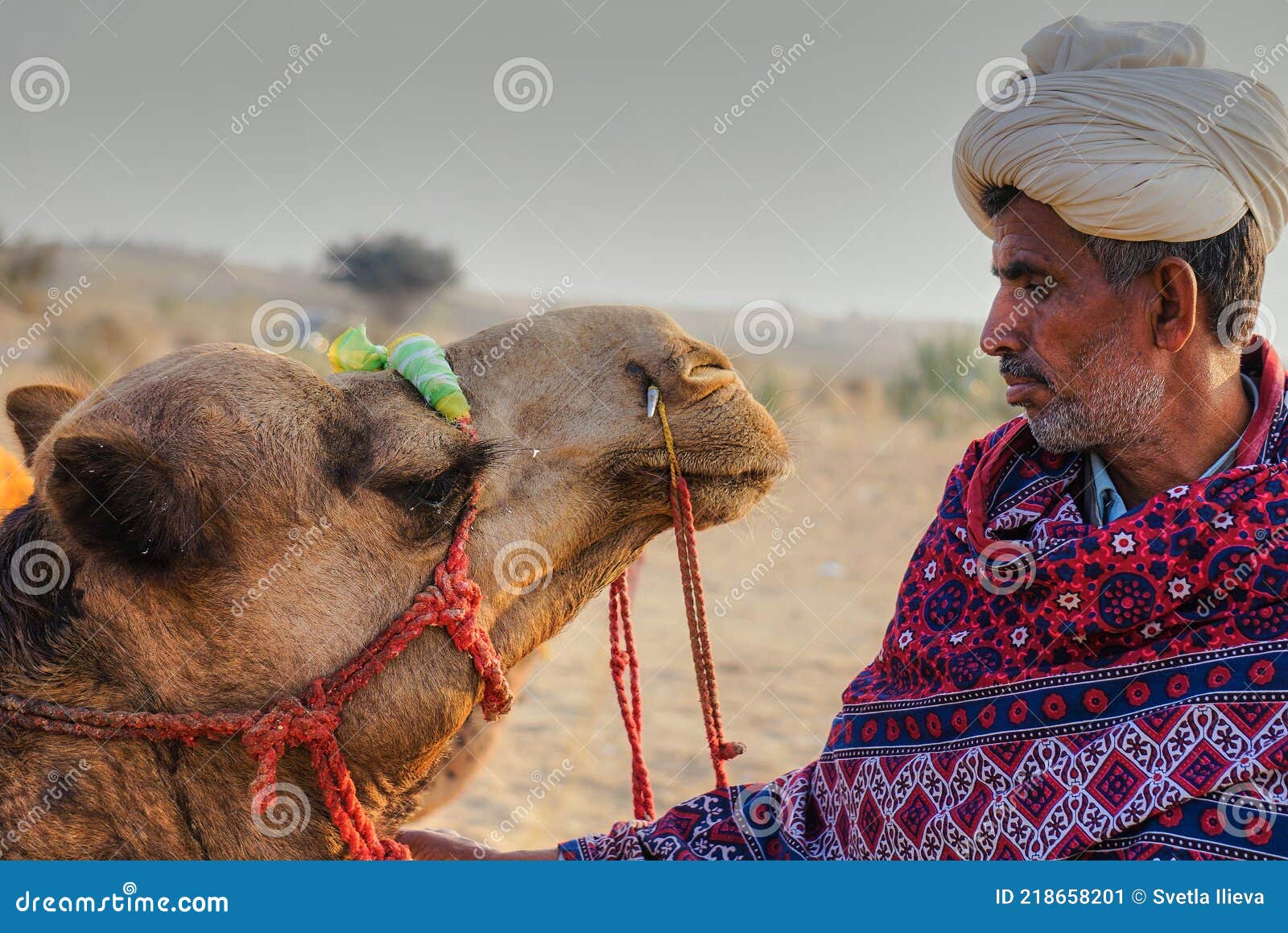 An Indian Cameleer with His Camel Editorial Photo - Image of mammal ...