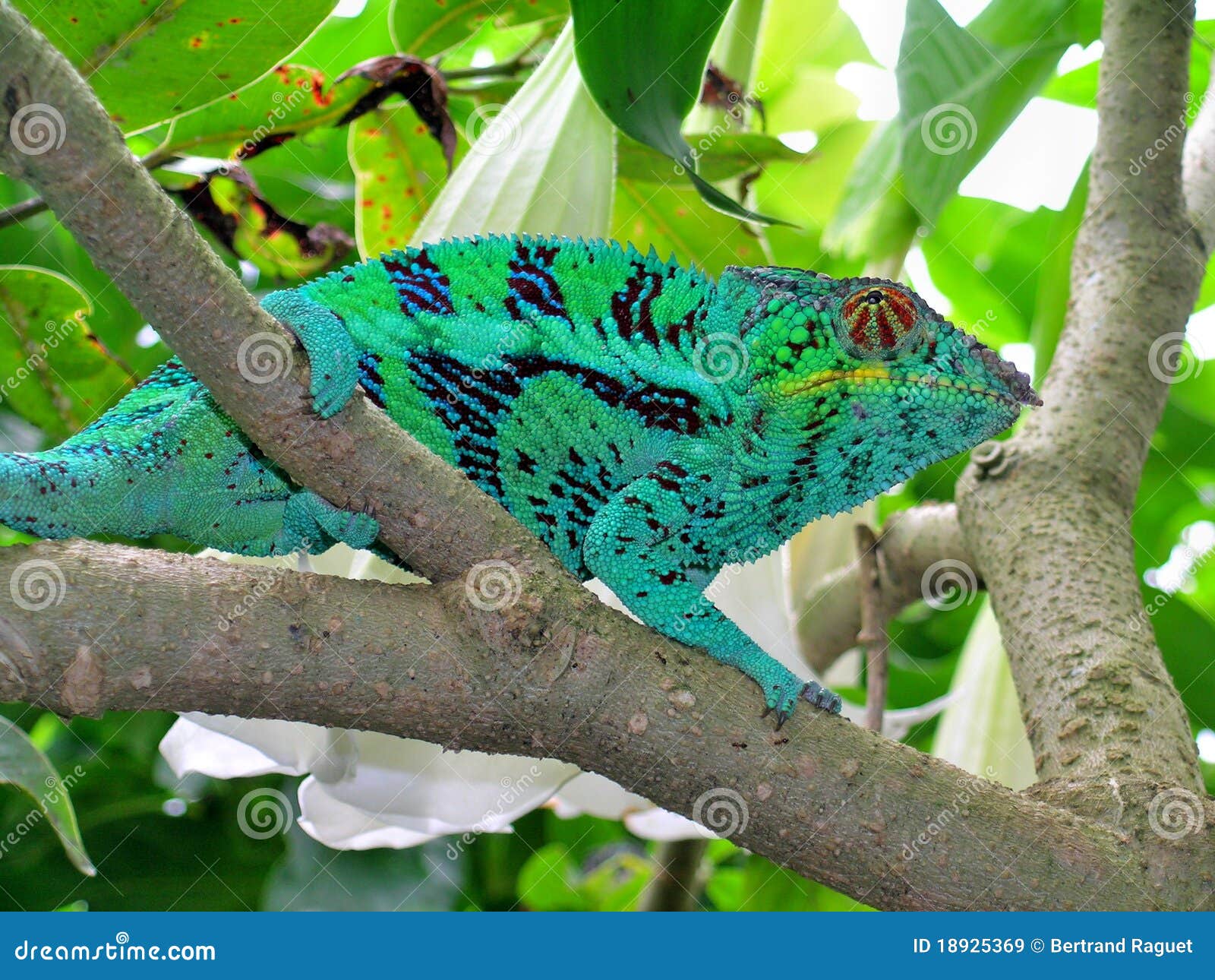 Cameleon Furcifer Pardalis. Stock Image - Image of branch, furcifer ...