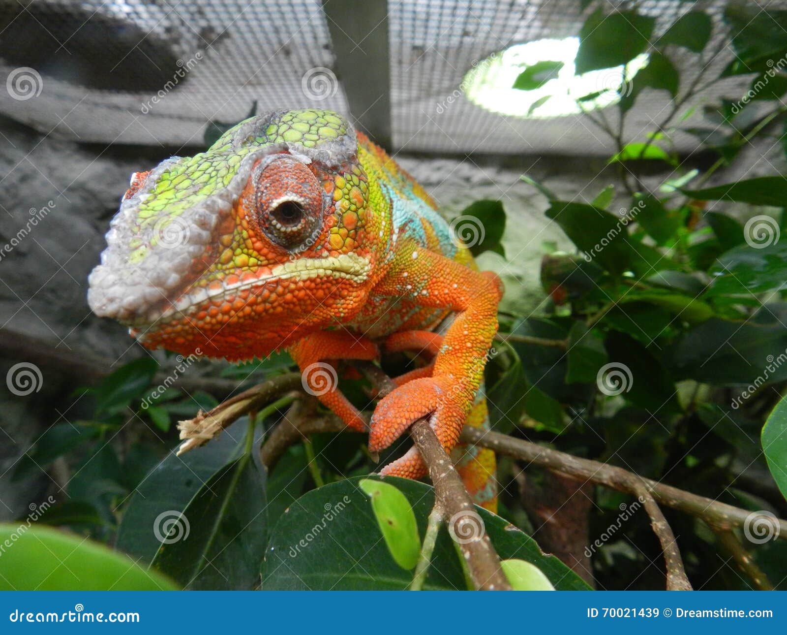 Cameleon Stock Photo - Image: 70021439