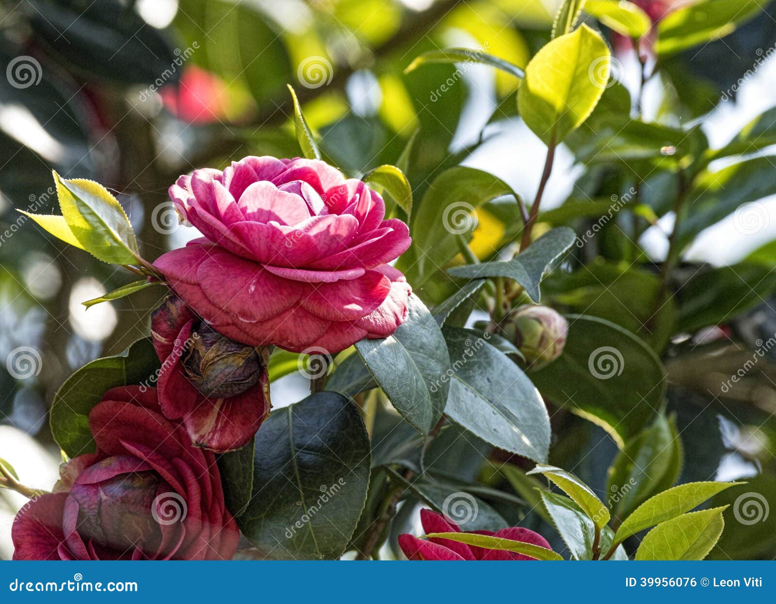 Camelia fotografia stock. Immagine di forma, fiore, fresco - 39956076