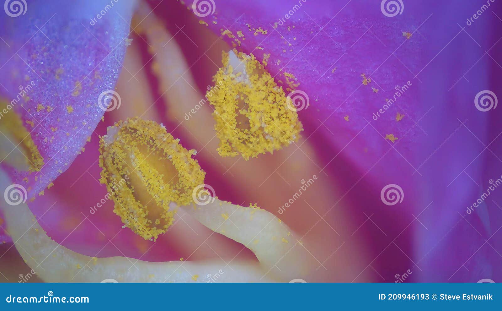 Camelia Blossom with Stamen Pollen Stock Image - Image of leaf ...