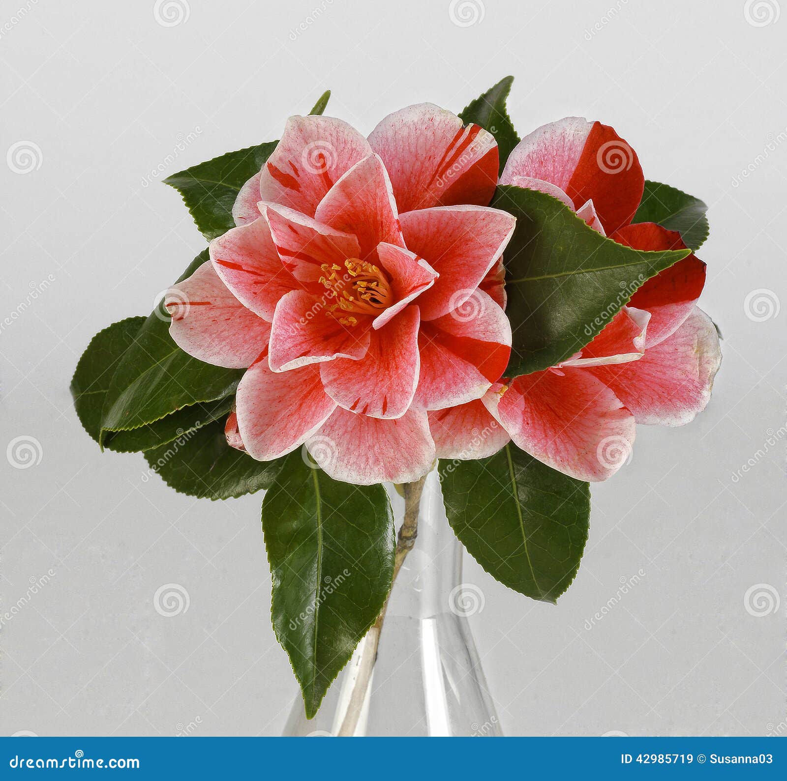 Camelia Vase Stock Photos - Free & Royalty-Free Stock Photos from ...