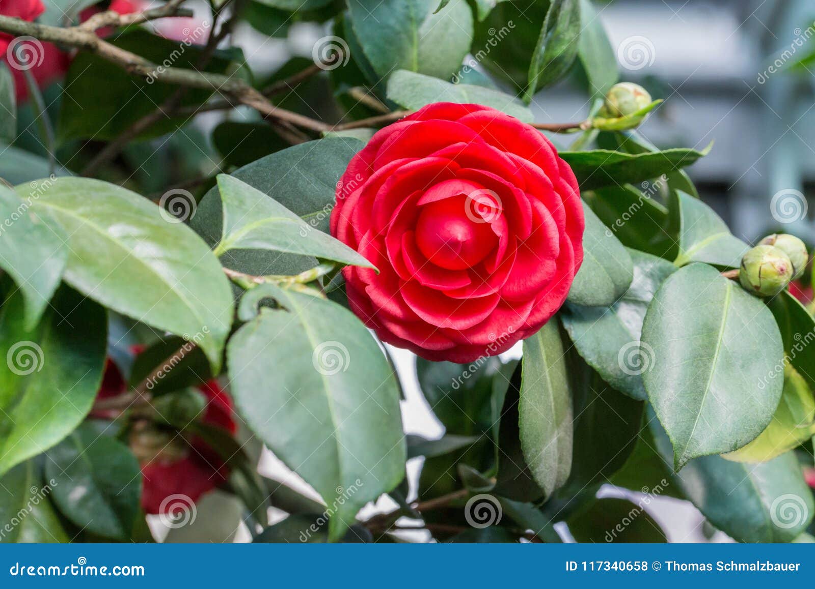Camelia Japonesa Con La Flor Roja Foto de archivo - Imagen de camelia ...