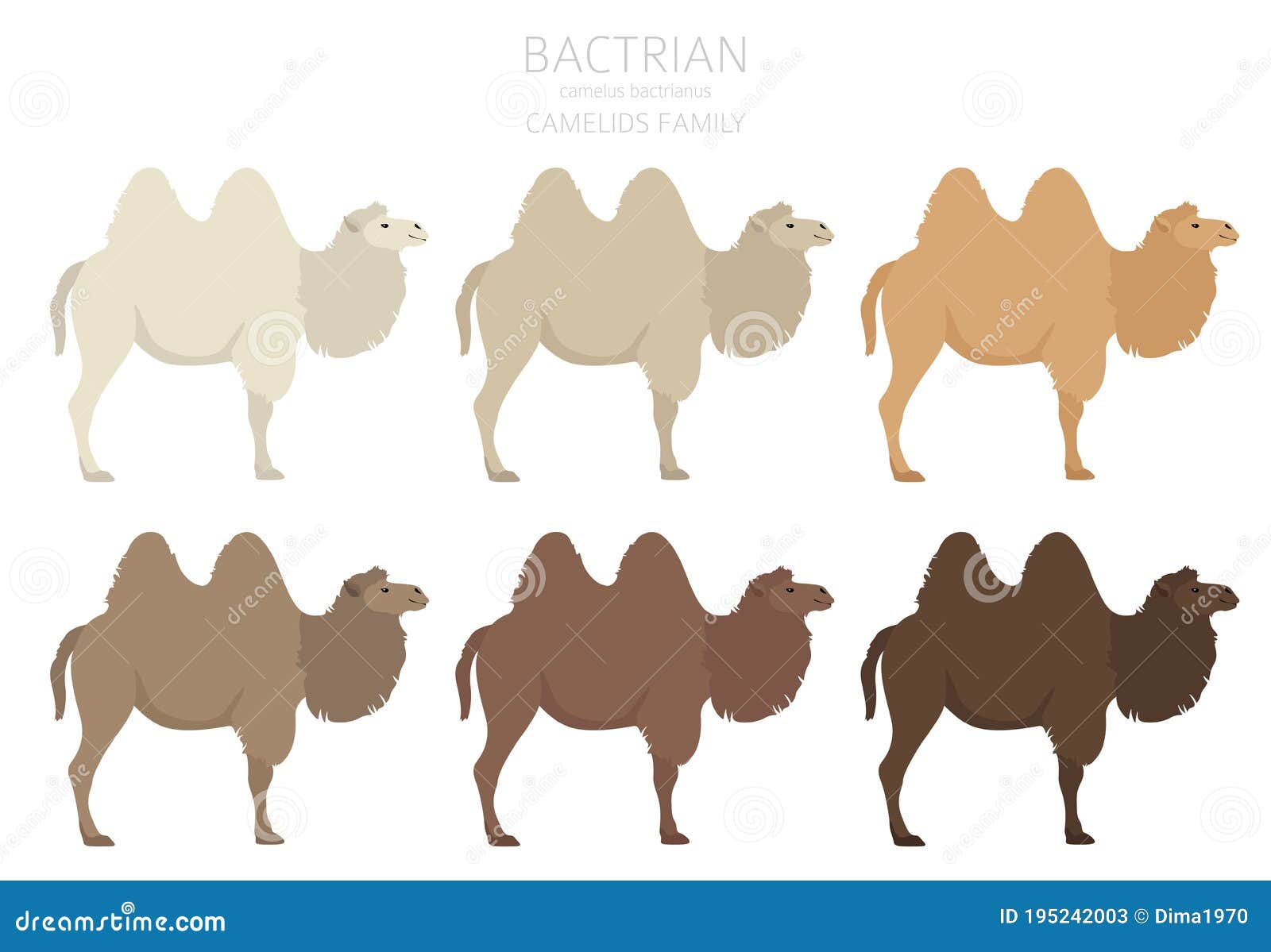 Camelids Family Collection. Bactrian Camel Infographic Design Stock ...