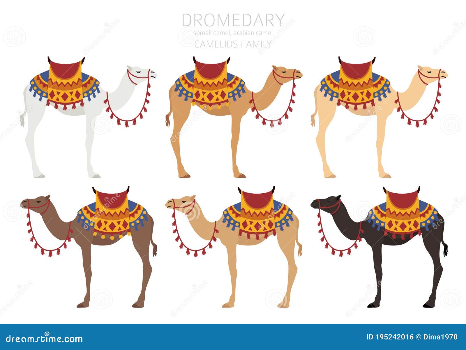 Camelids Family Collection. Dromedary Camel Infographic Design Stock ...